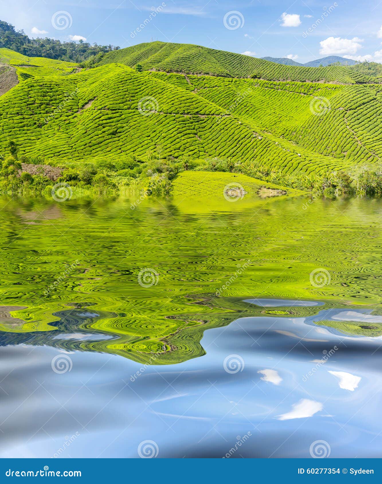 Tea plant landscape stock photo. Image of scene, cloud - 60277354