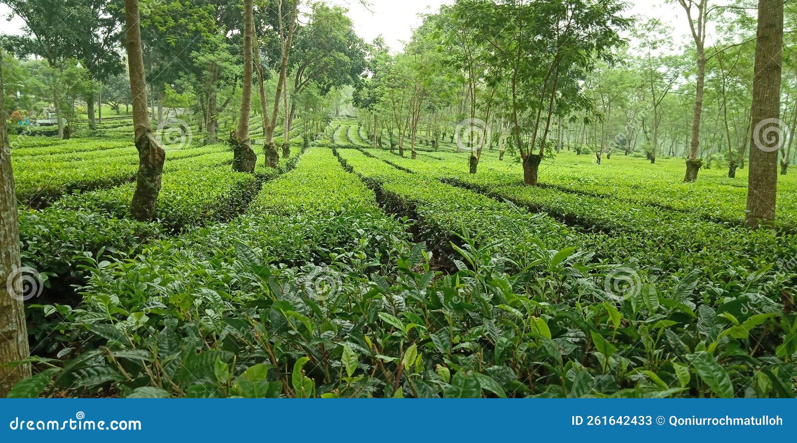 Tea Plant Vegetation on East Java Stock Image - Image of plant ...
