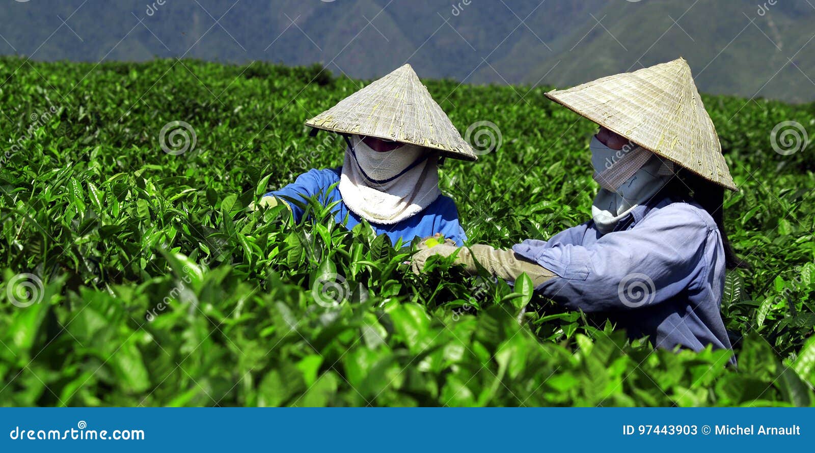 Plantaion Worker Stock Photos - Free & Royalty-Free Stock Photos from ...