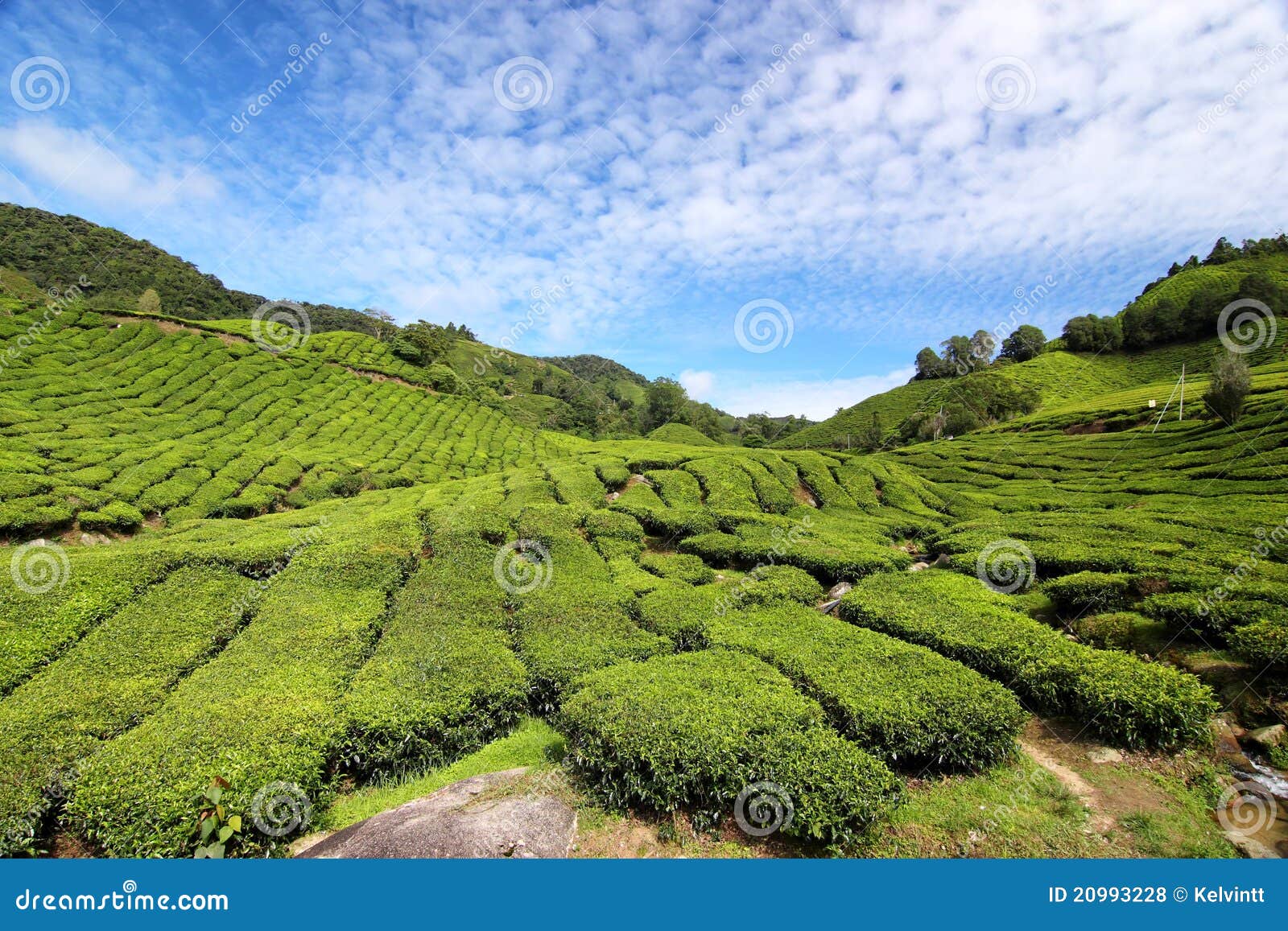 Tea Plantation 01 stock photo. Image of clouds, fresh - 20993228