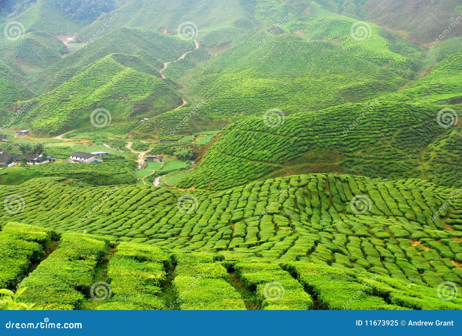 Tea Plantation stock image. Image of business, natural - 11673925