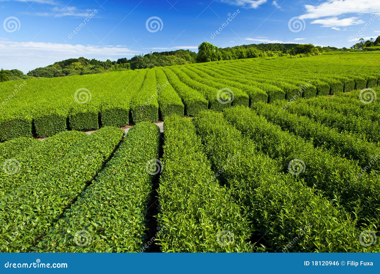 Tea plantation stock photo. Image of gyokuro, clouds - 18120946