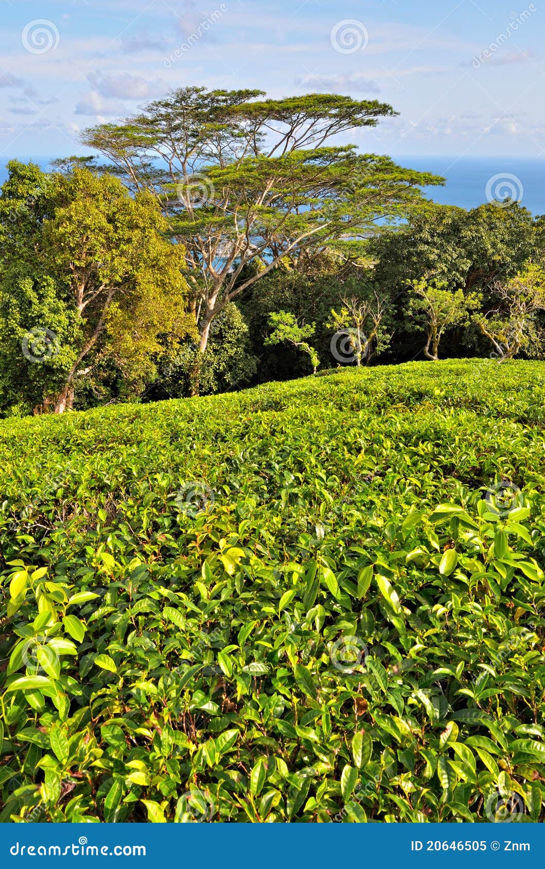 Tea plantation stock image. Image of seychelles, harvest - 20646505