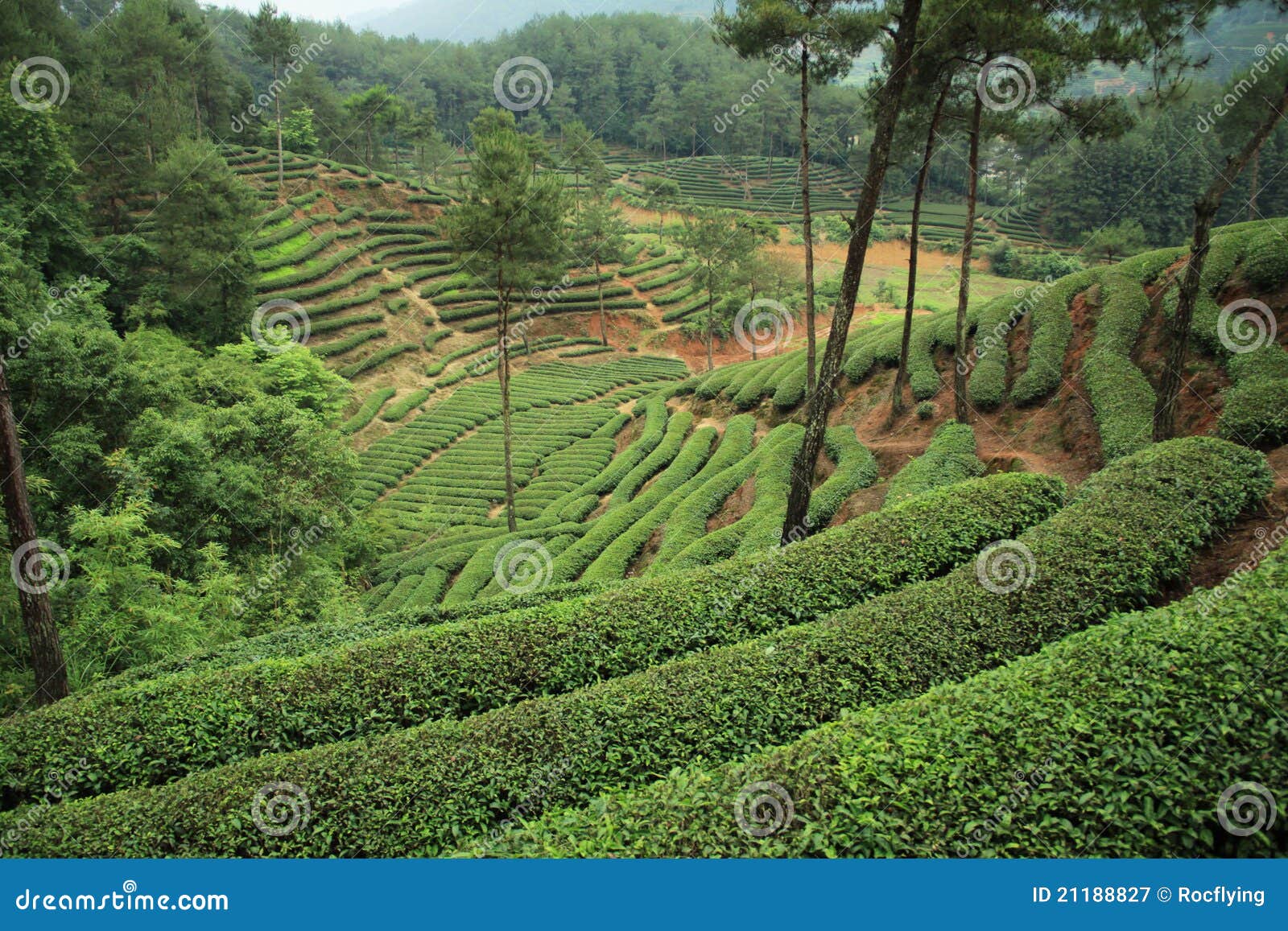 Tea plantation stock image. Image of wuyi, rode, moutain - 21188827