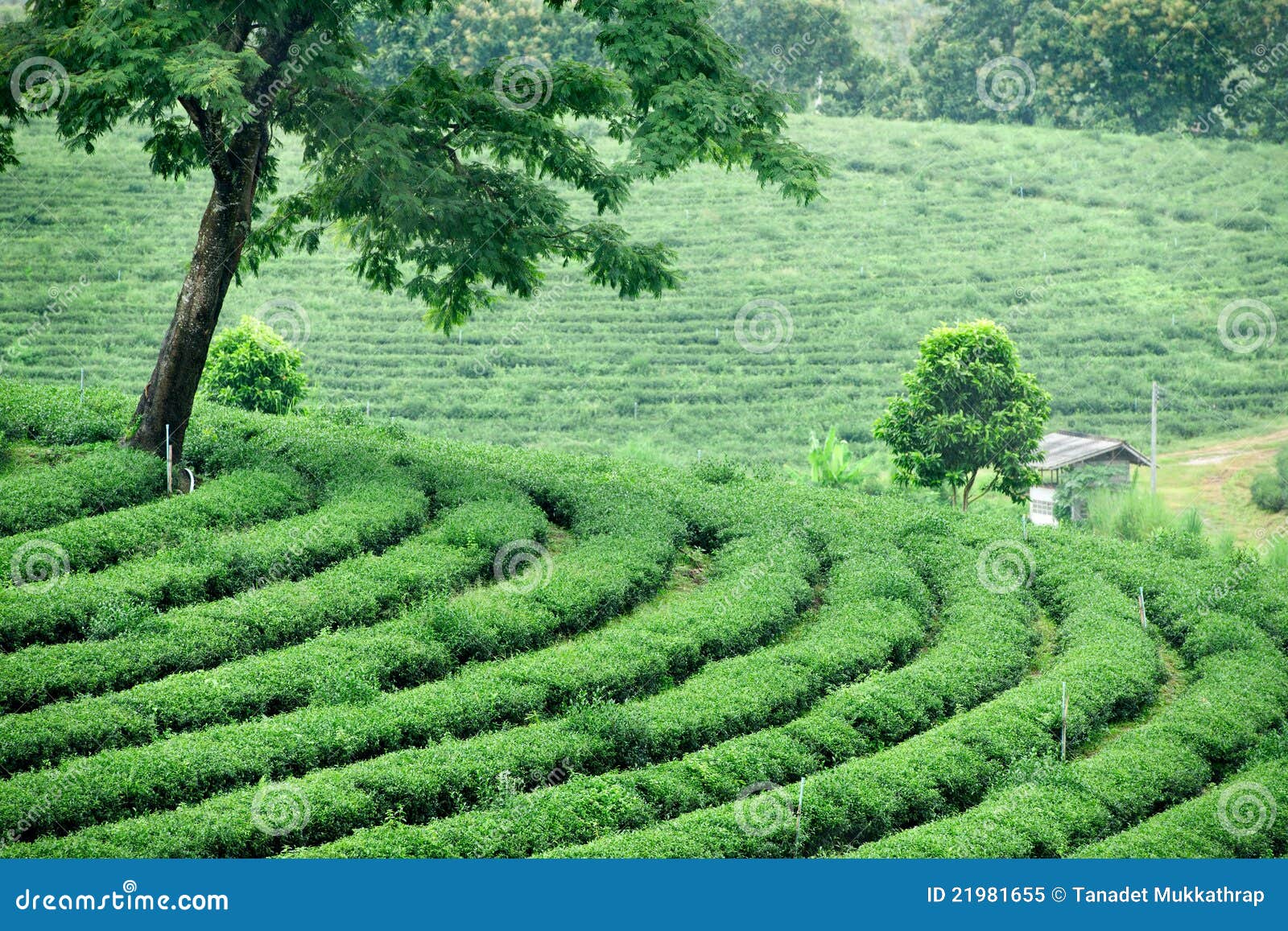 Tea in plantation stock image. Image of green, summer - 21981655
