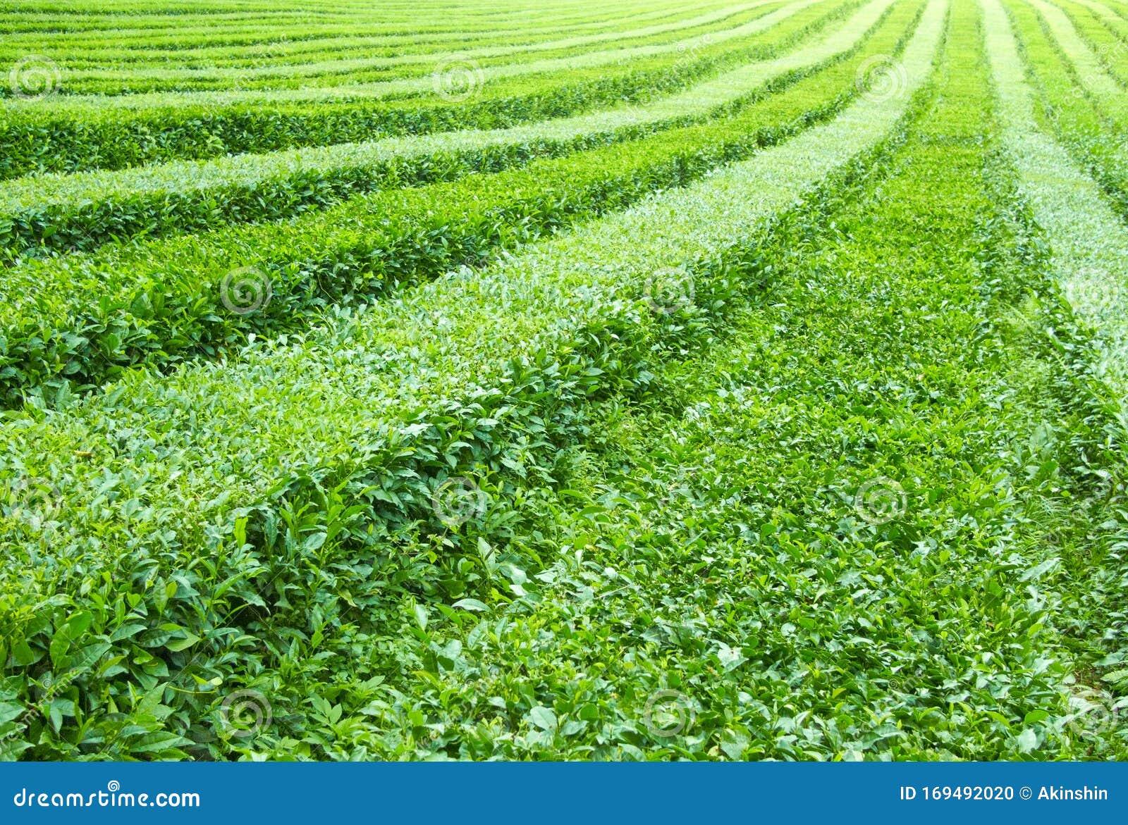 Tea Plantation. Abstract Background Or Texture Stock Photo - Image of ...