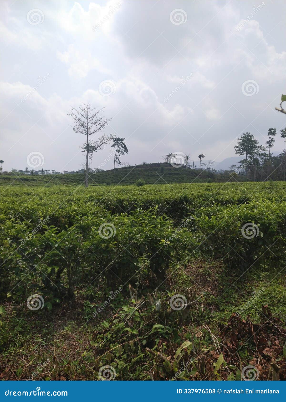 Tea Plantation in the Blitar Area of Indonesia Stock Photo - Image of ...