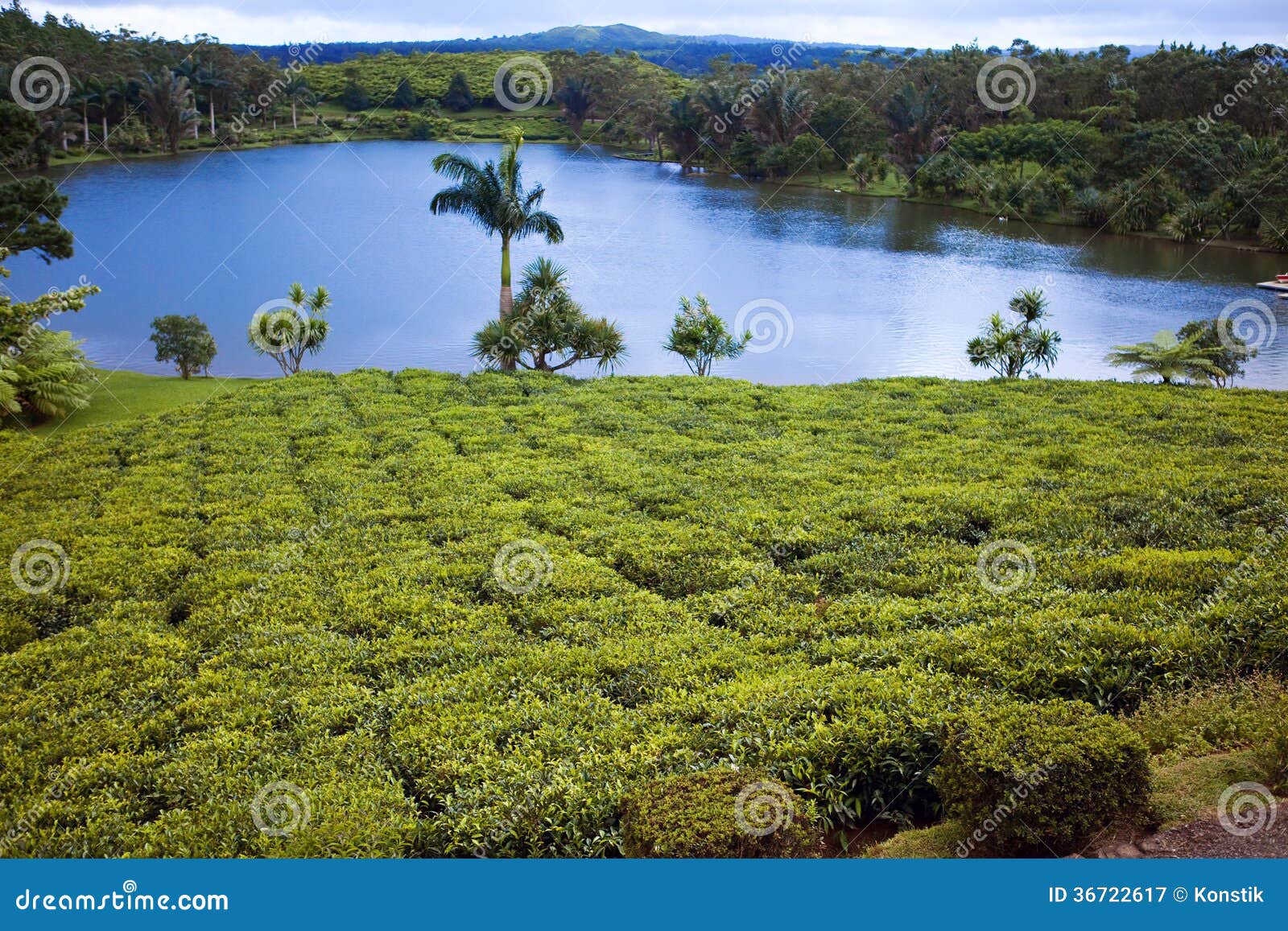 Tea Plantation (Bois Cheri) in the Foothills. Mauritius Stock Image ...