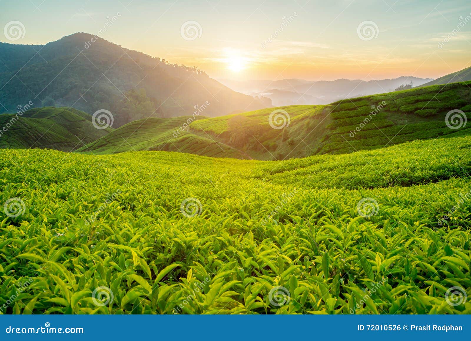 Tea Plantation in Cameron Highlands, Malaysia Stock Photo - Image of ...