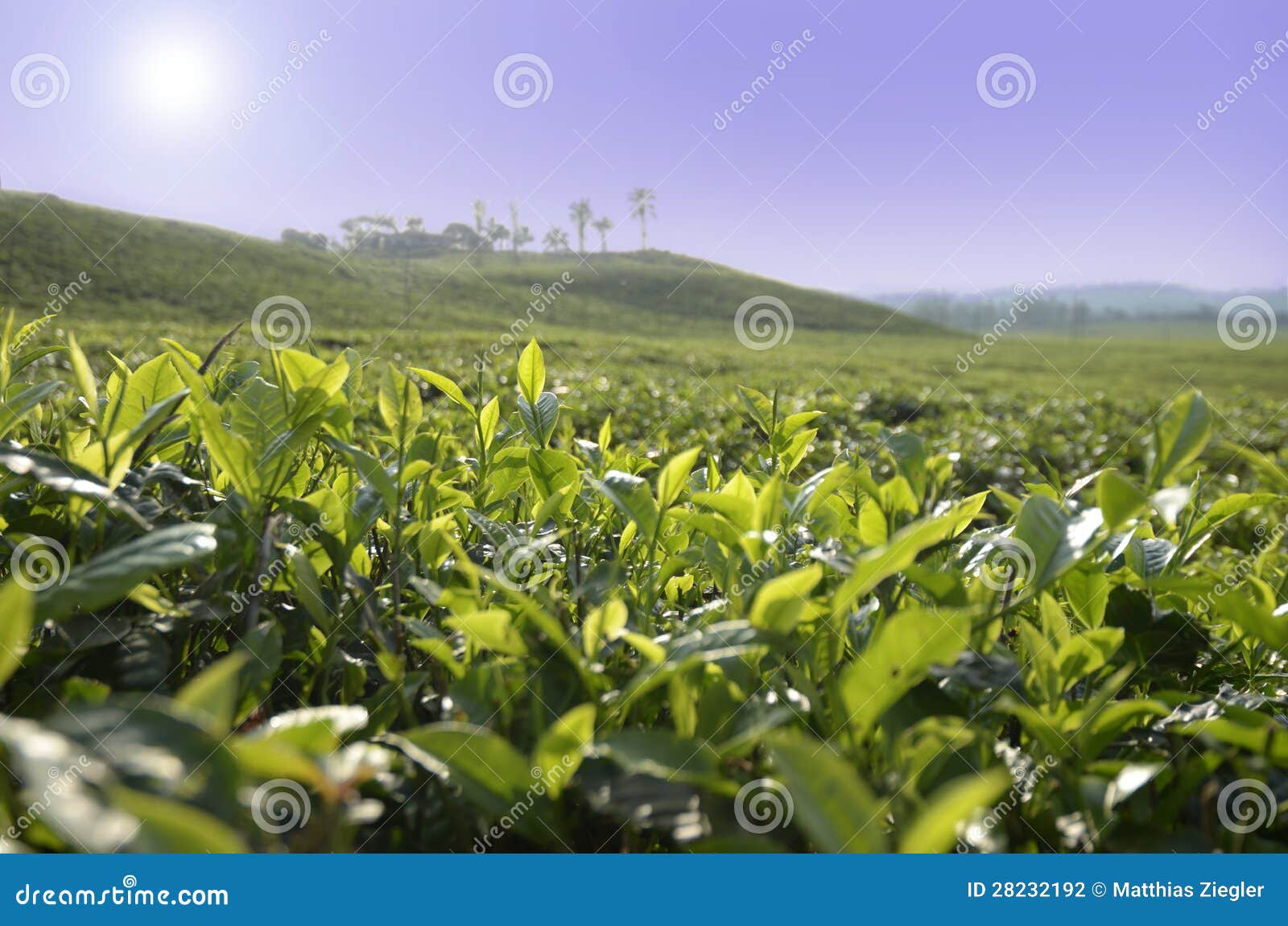 Tea Plantation Cameroon stock photo. Image of agricultural - 28232192