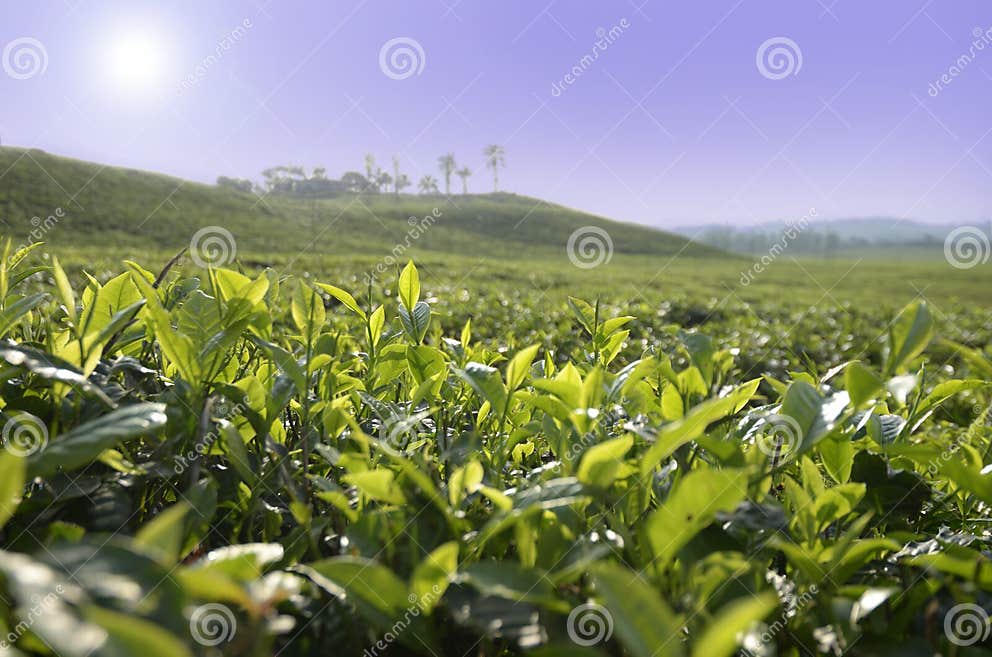 Tea Plantation Cameroon stock photo. Image of agricultural - 28232192