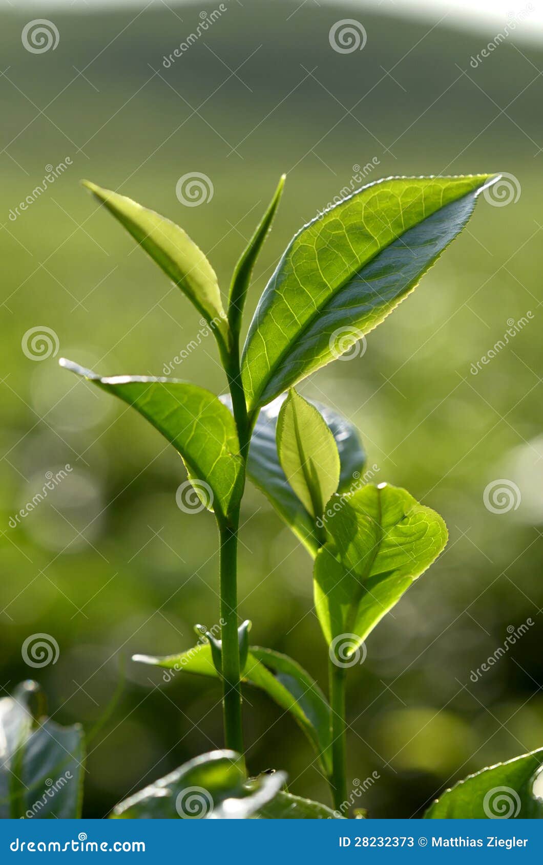 Tea Plantation Cameroon stock image. Image of industry - 28232373