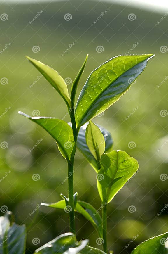 Tea Plantation Cameroon stock image. Image of industry - 28232373