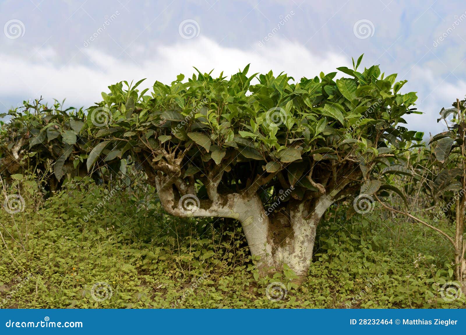 Tea Plantation Cameroon stock photo. Image of green, farming - 28232464