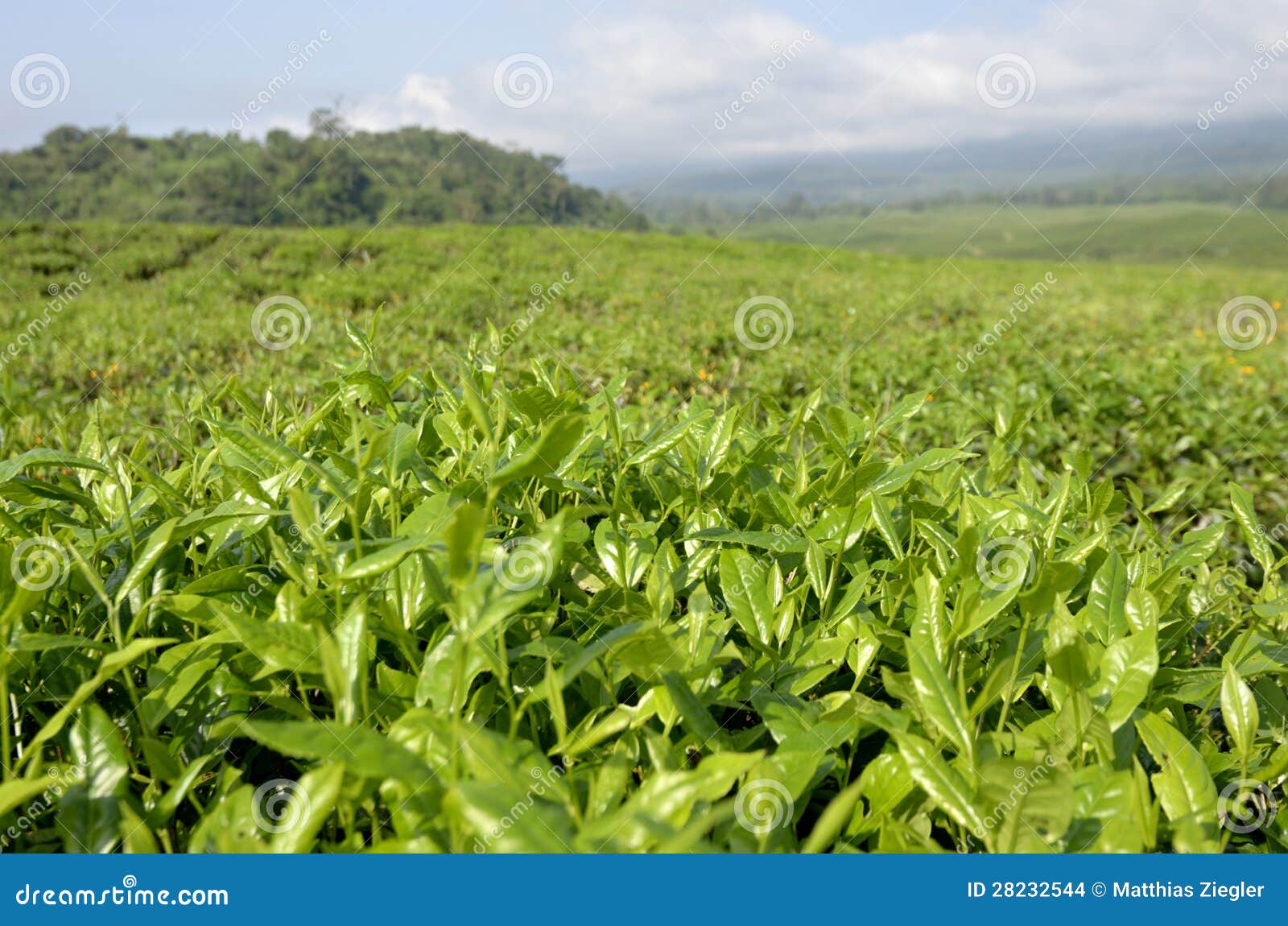 Tea Plantation Cameroon stock photo. Image of leaves - 28232544