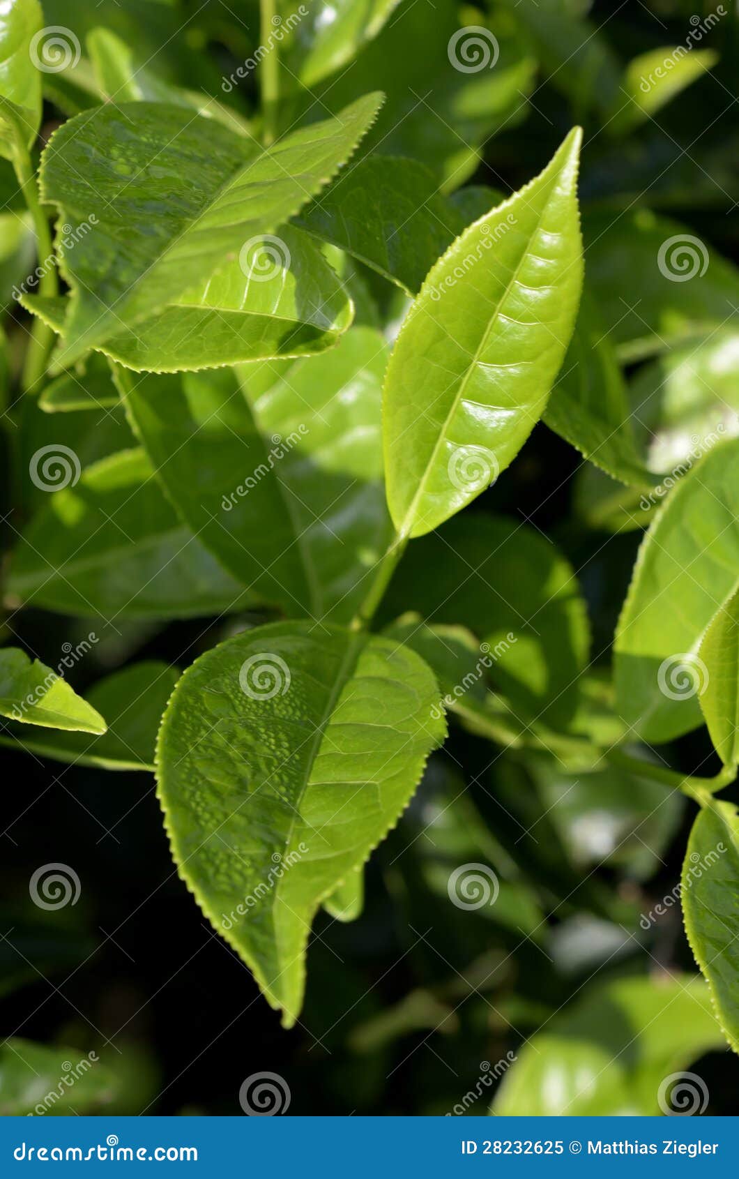 Tea Plantation Cameroon stock image. Image of mount, highlands - 28232625