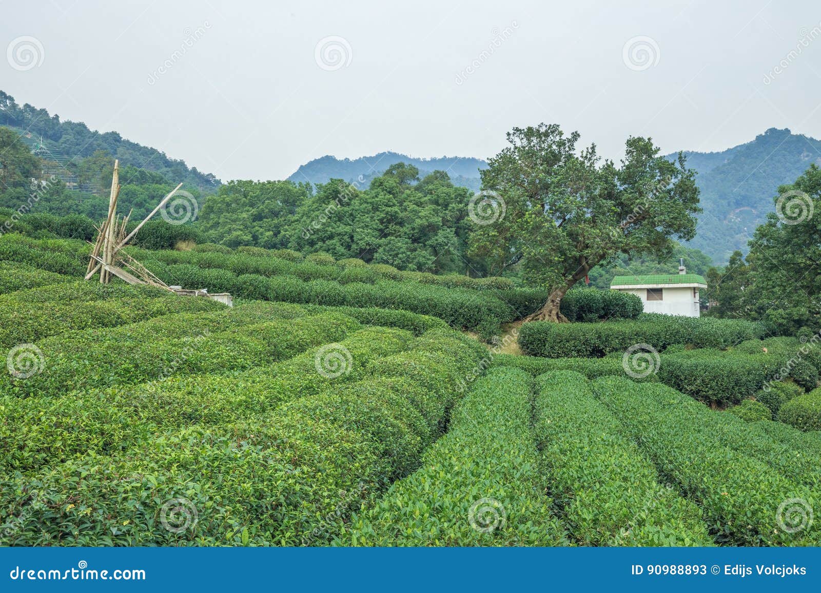 Tea plantation in China. editorial stock photo. Image of growth - 90988893
