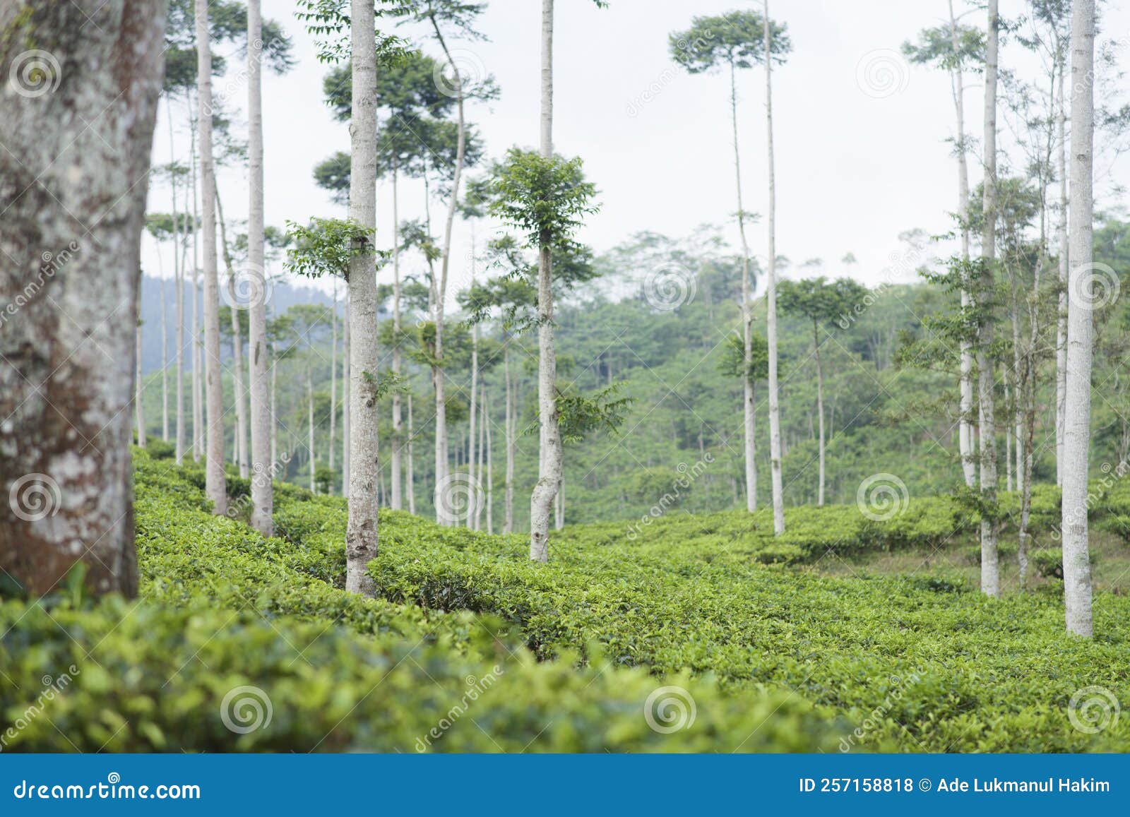 Tea Plantation in Cianjur, West Java, Indonesia Stock Photo - Image of ...