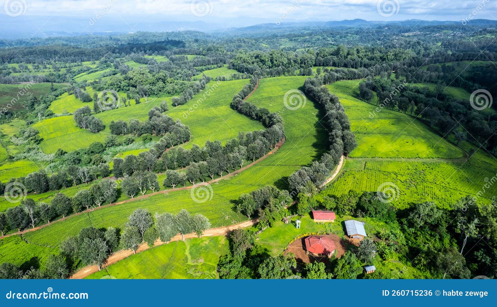 A Tea Plantation in Ethiopia Stock Photo - Image of vegetation ...