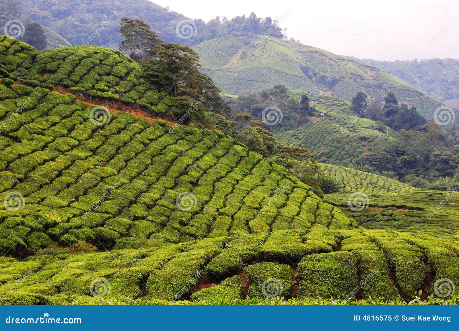 Tea Plantation Farm in Cameron Highlands Stock Image - Image of pahang ...