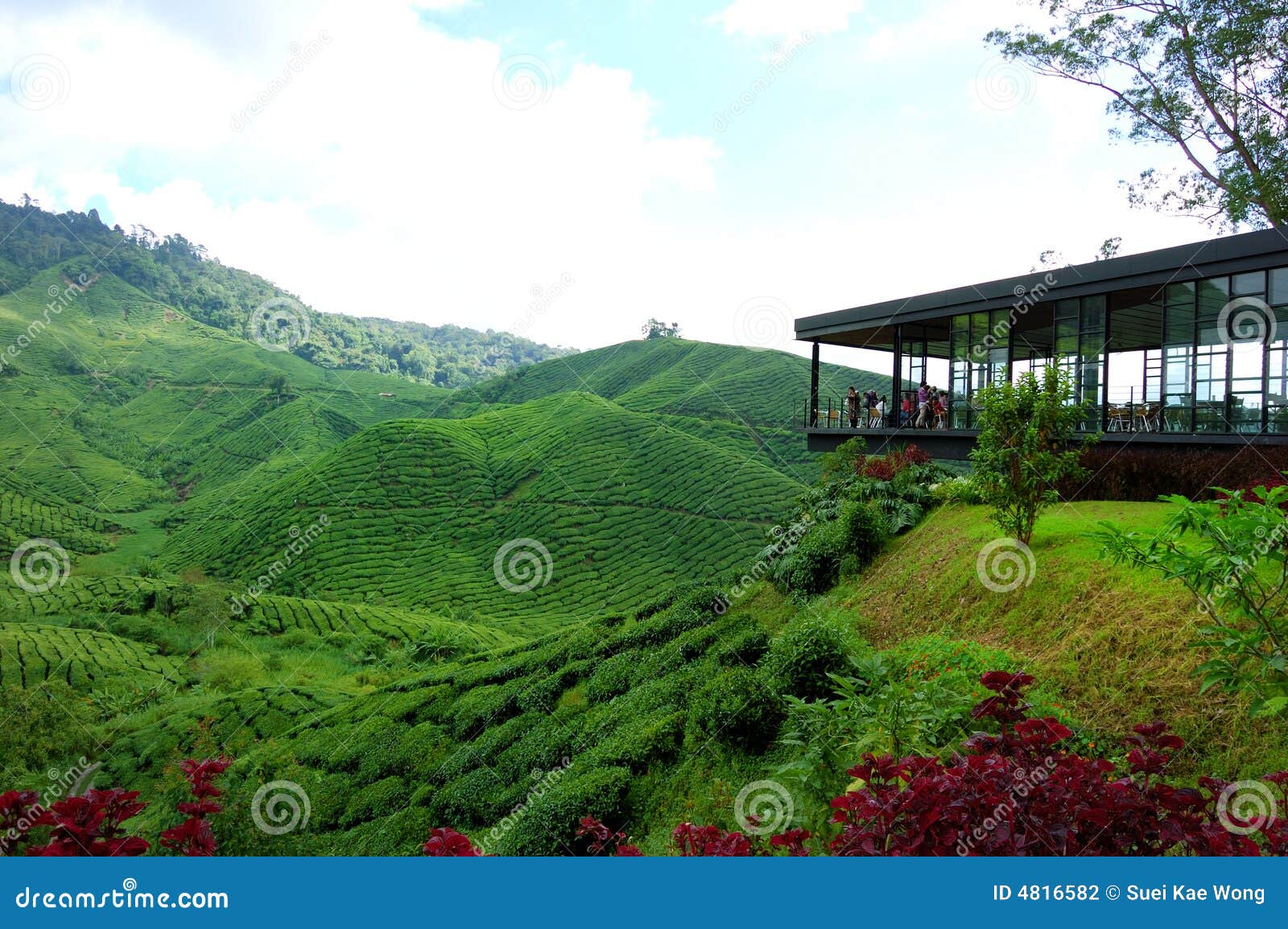 Tea Plantation Farm in Cameron Highlands Stock Photo - Image of slope ...