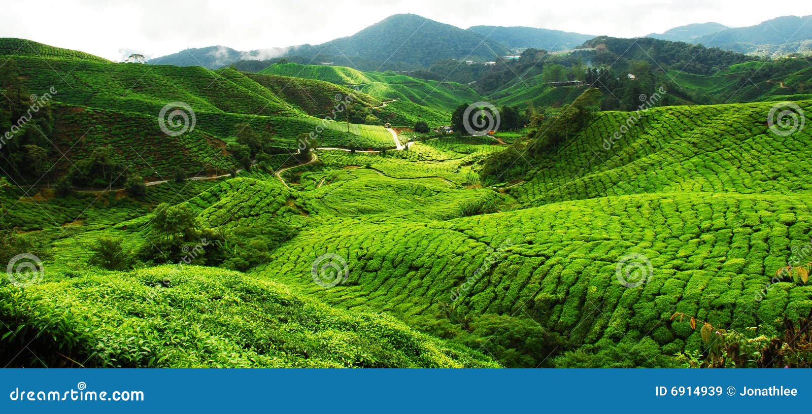 Tea Plantation Field stock image. Image of beverage, comfortable - 6914939