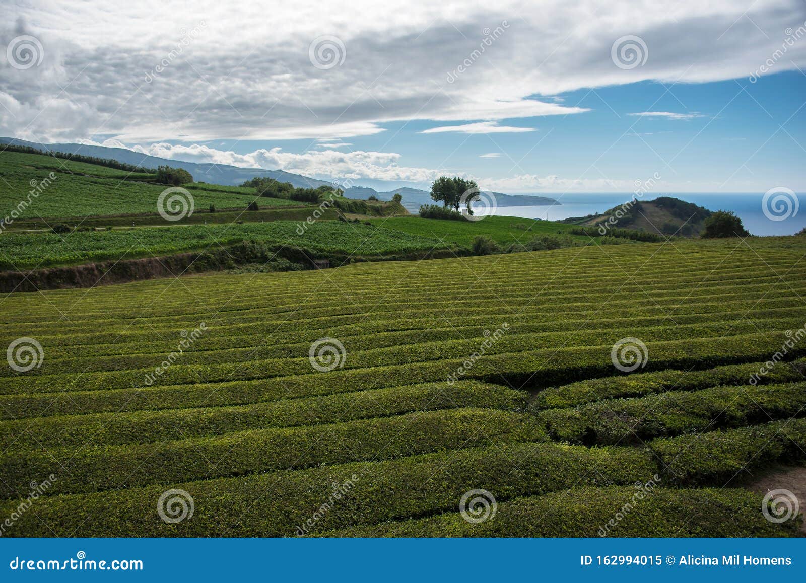 Tea Plantation Field in Azores Stock Image - Image of garden, crop ...