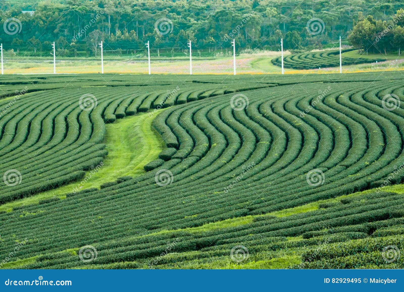 Tea plantation stock image. Image of hill, landscape - 82929495