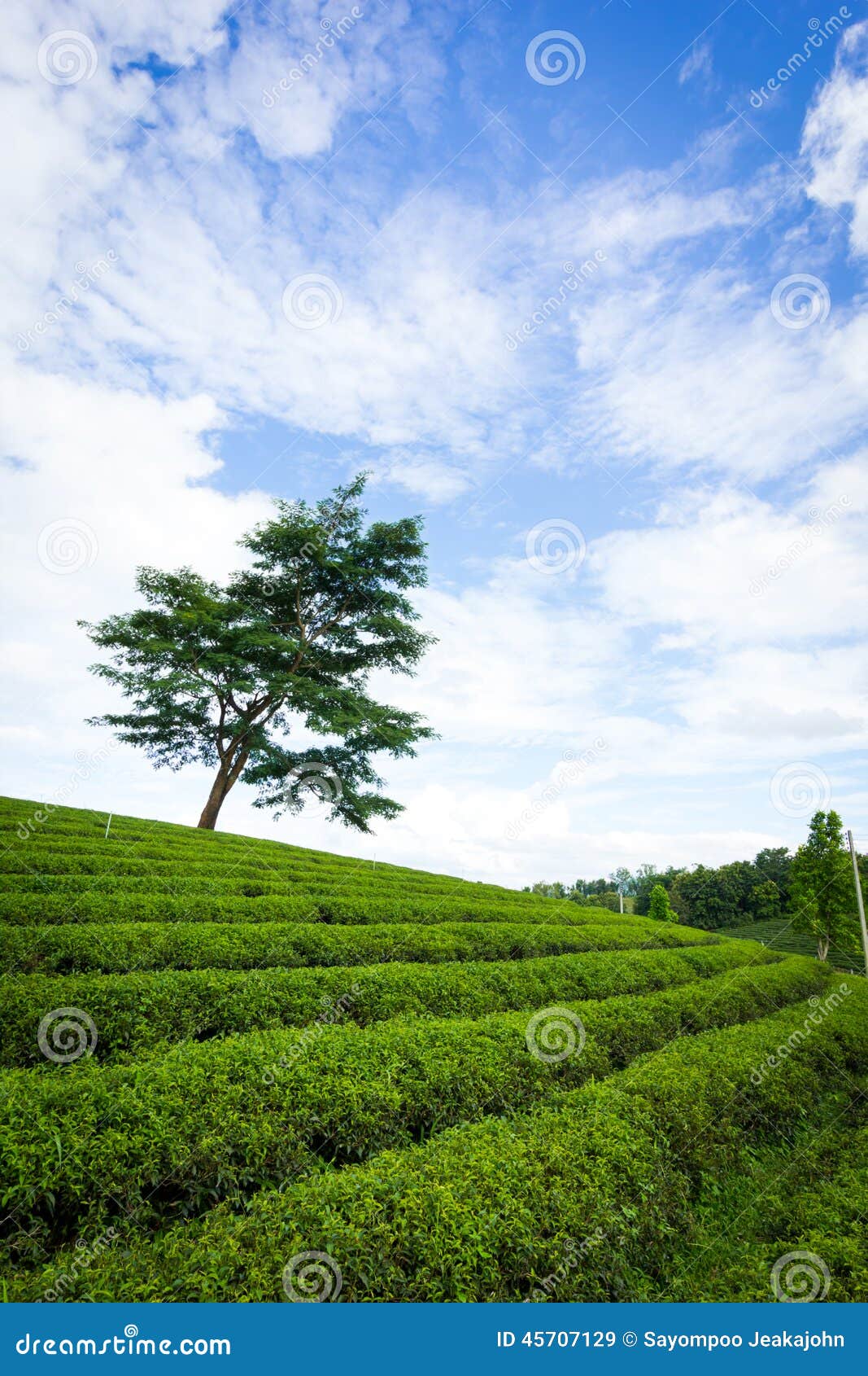 Tea plantation field stock image. Image of rural, field - 45707129