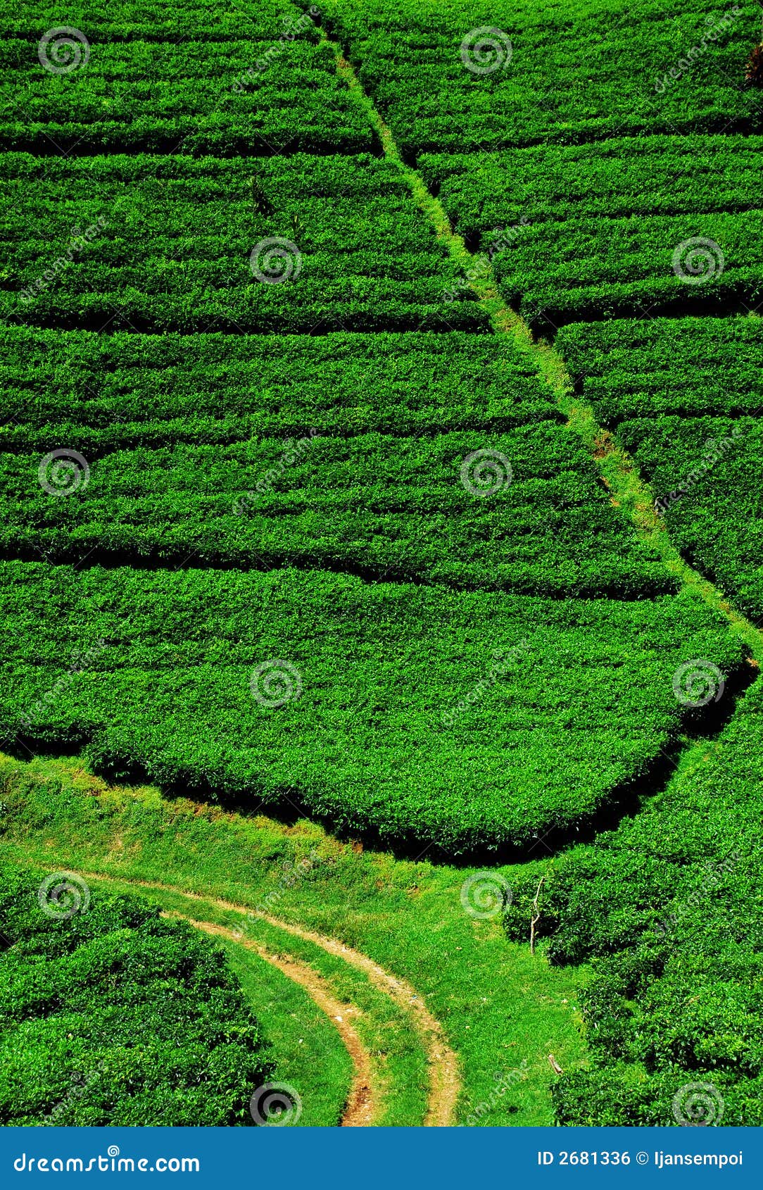 Tea plantation fields stock photo. Image of outdoor, color - 2681336