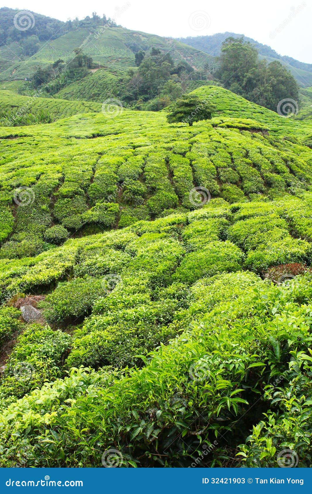 Tea Plantation Fields in Highlands Stock Image - Image of rows ...