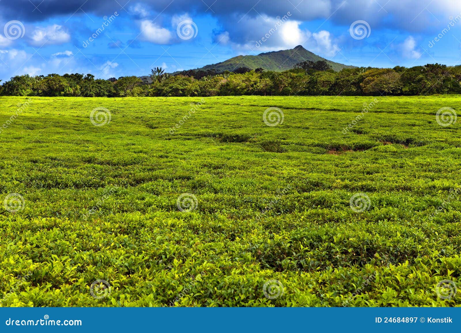Tea Plantation in the Foothills. Maurritius Stock Image - Image of ...