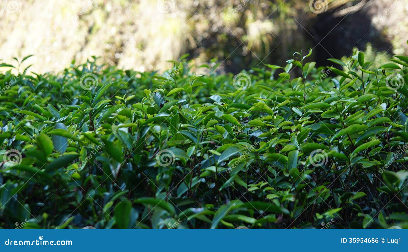 Tea Plantation in Fujian Province, China Stock Photo - Image of asia ...