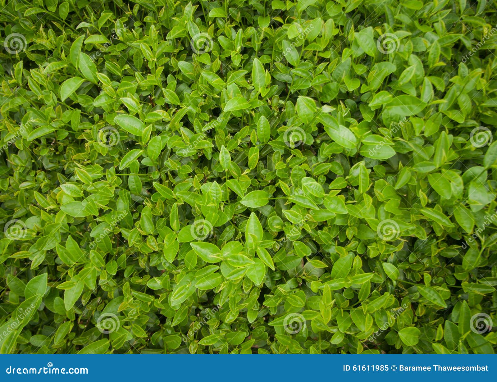 Tea plantation stock image. Image of agriculture, growth - 61611985