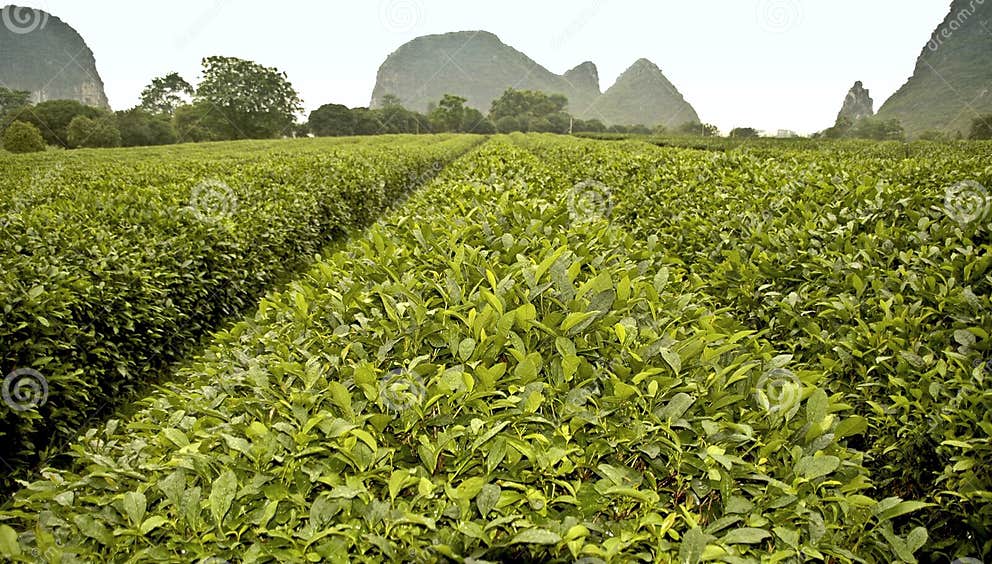 Tea Plantation at Guilin stock photo. Image of china, river - 5528418
