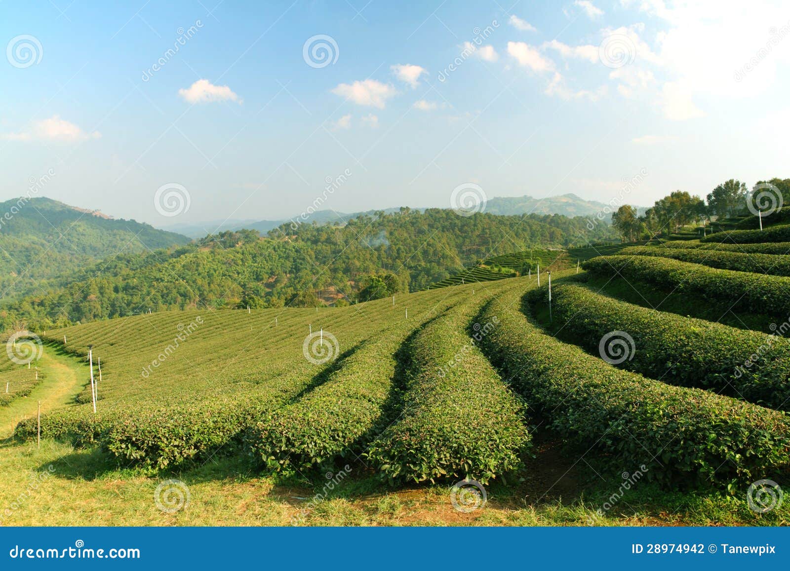 Tea Plantation in Highland stock photo. Image of crop - 28974942
