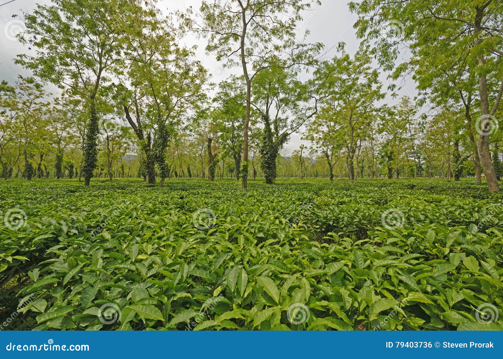 Tea Plantation in India stock photo. Image of plantation - 79403736