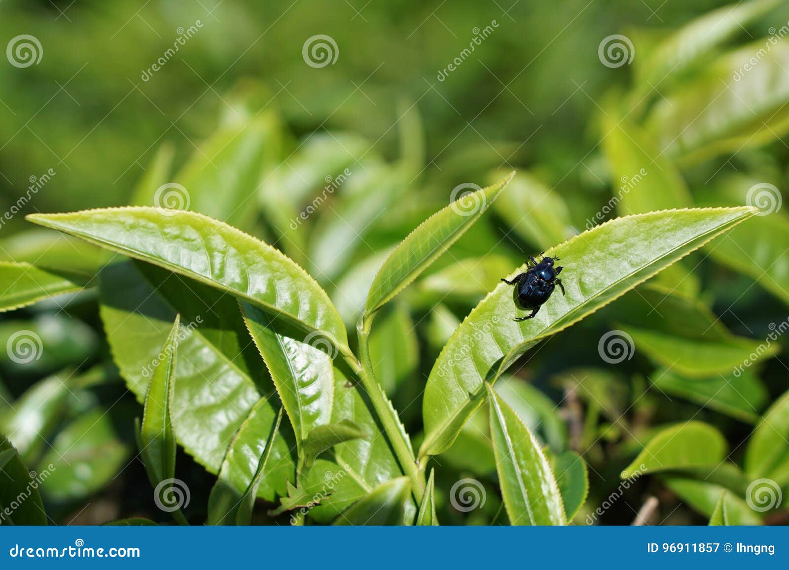 Tea plantation stock image. Image of farm, huge, insect - 96911857