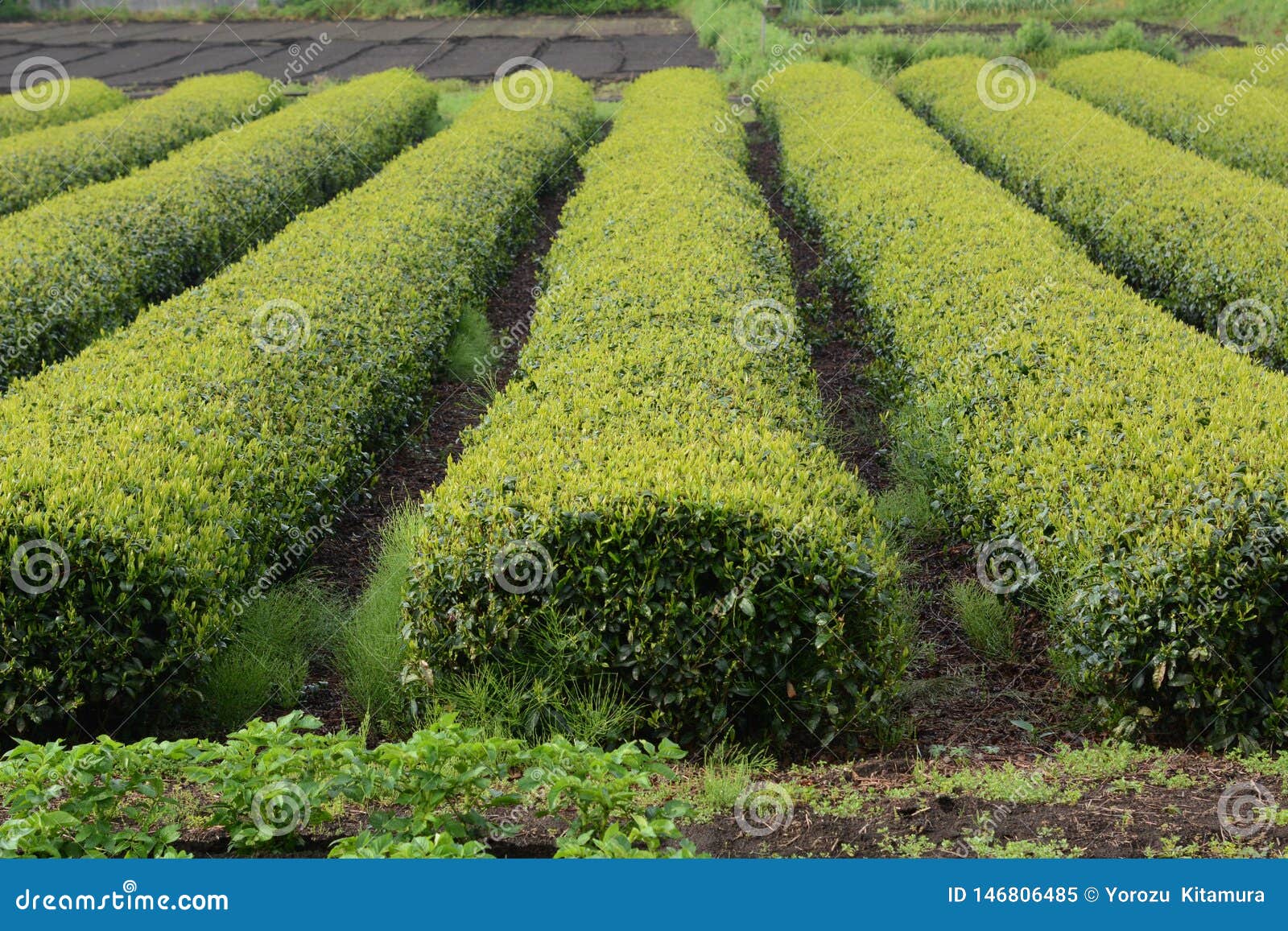 Tea plantation stock image. Image of green, leaves, agriculture - 146806485