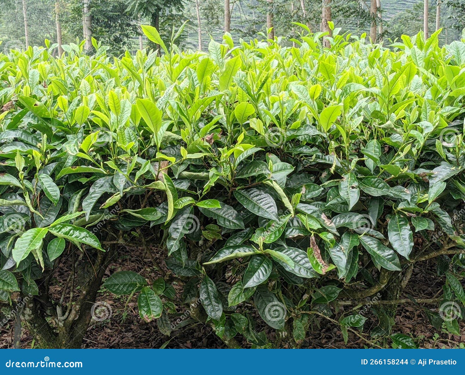 Tea Plantation in Java stock photo. Image of plantation - 266158244