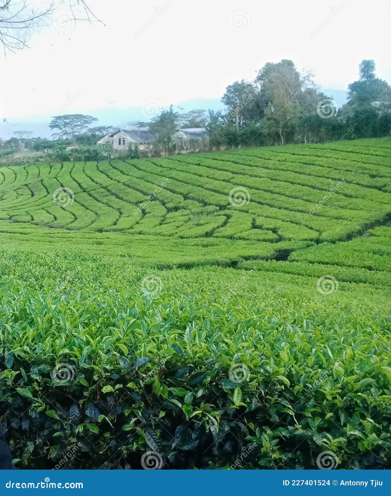TEA PLANTATION LAND stock photo. Image of outdoor, nature - 227401524