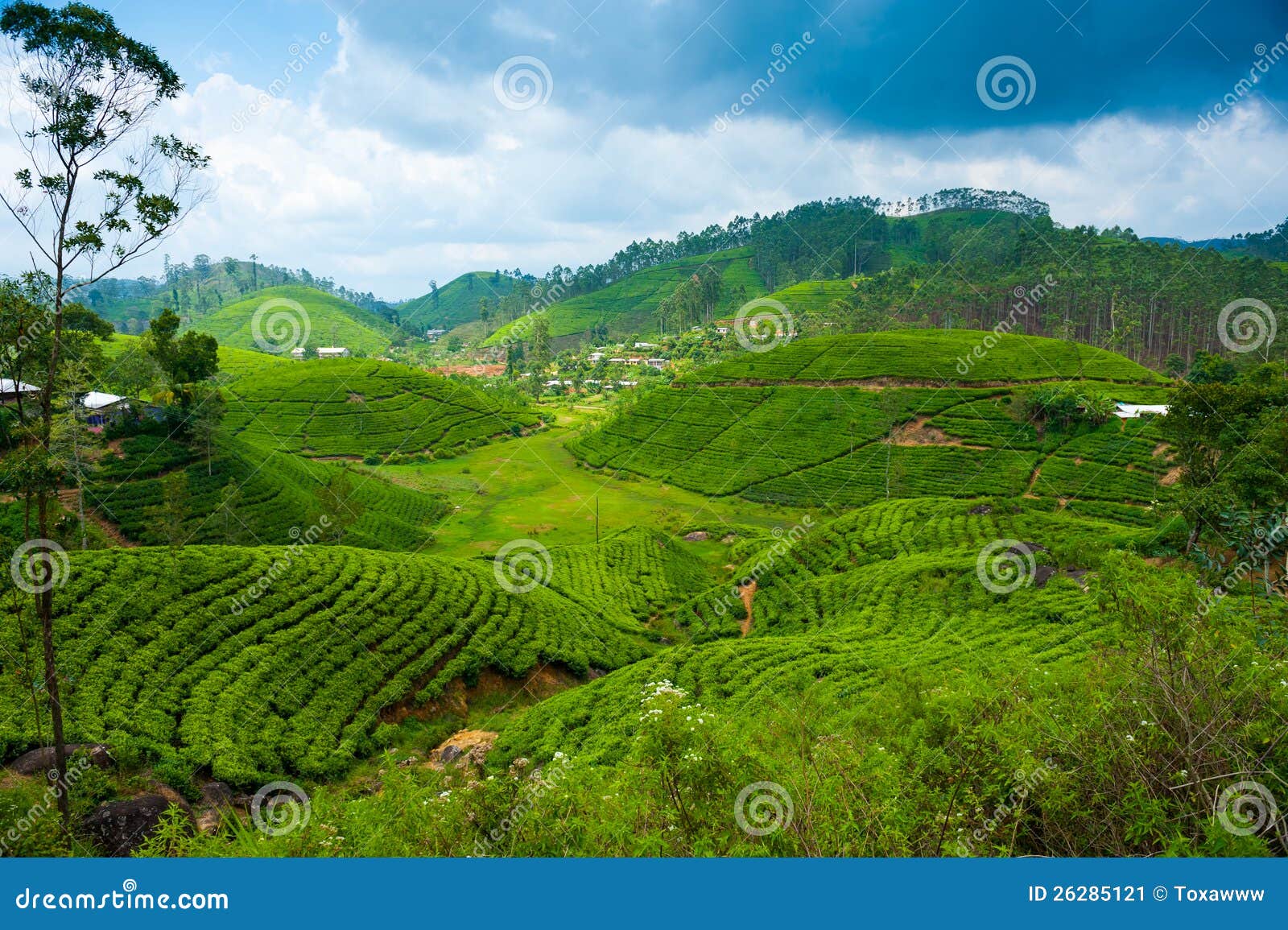 Tea plantation landscape stock image. Image of asian - 26285121