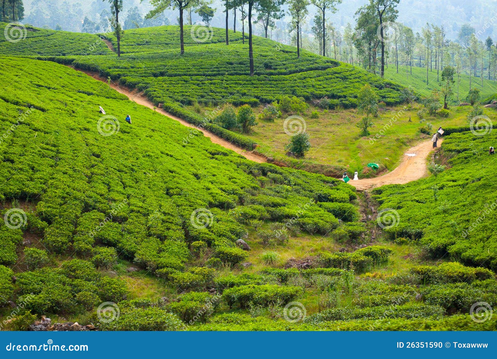 Tea plantation landscape stock photo. Image of mountain - 26351590