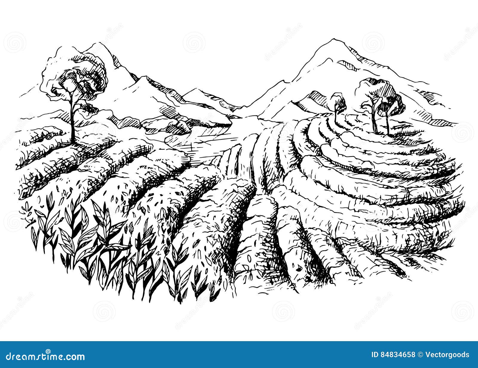 Tea Plantation Landscape Vector Illustration | CartoonDealer.com #84863174