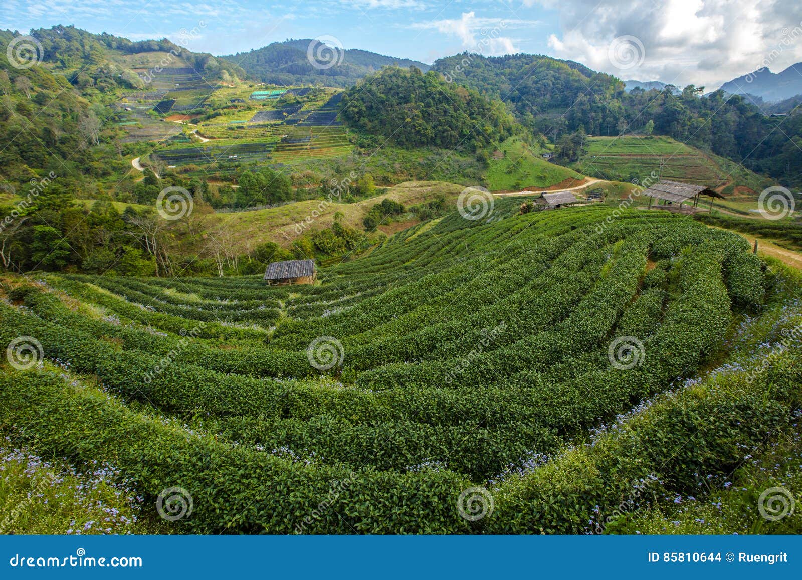Tea plantation landscape stock photo. Image of outdoors - 85810644