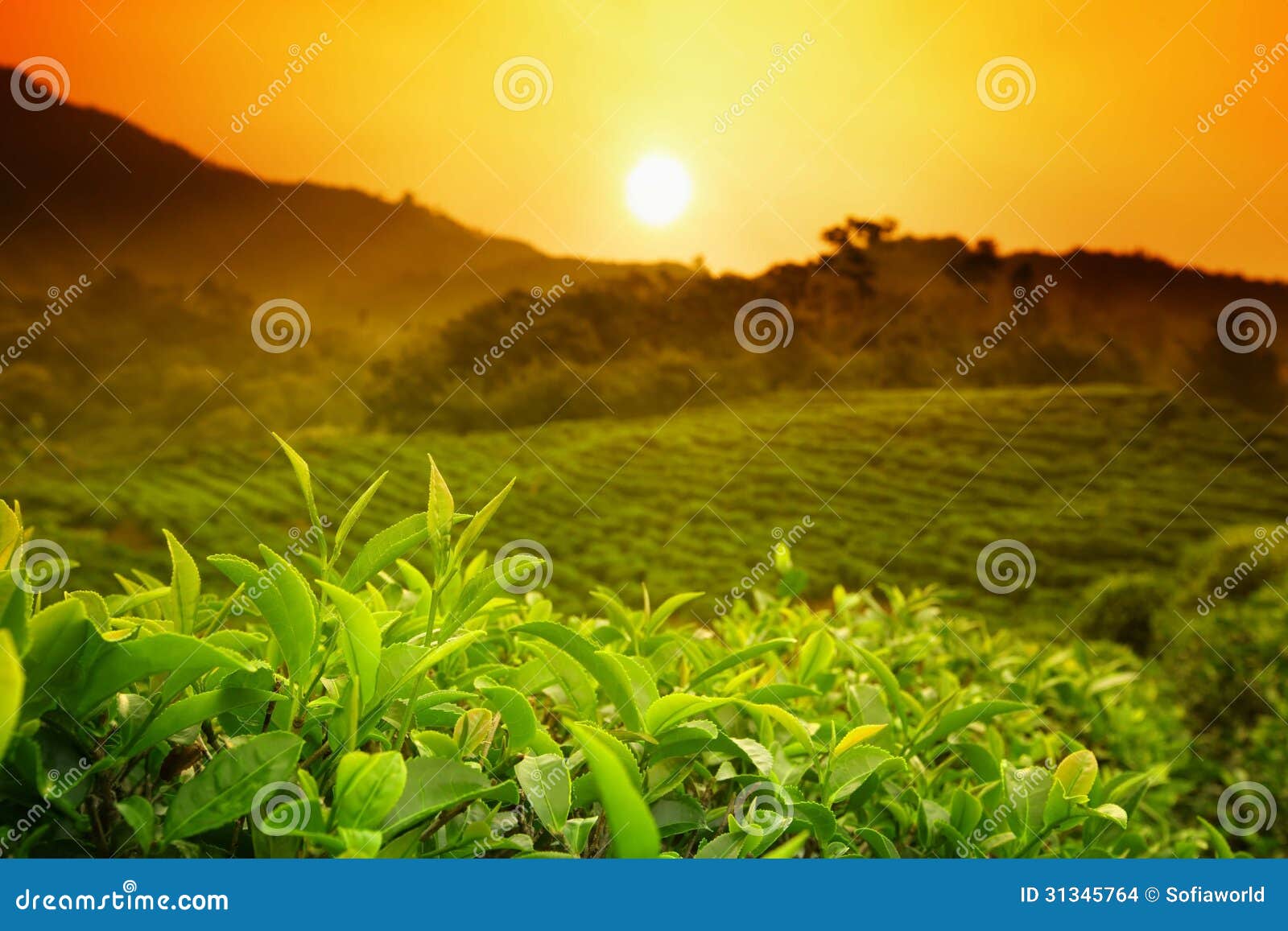 Tea Plantation Landscape Stock Photo | CartoonDealer.com #24461970