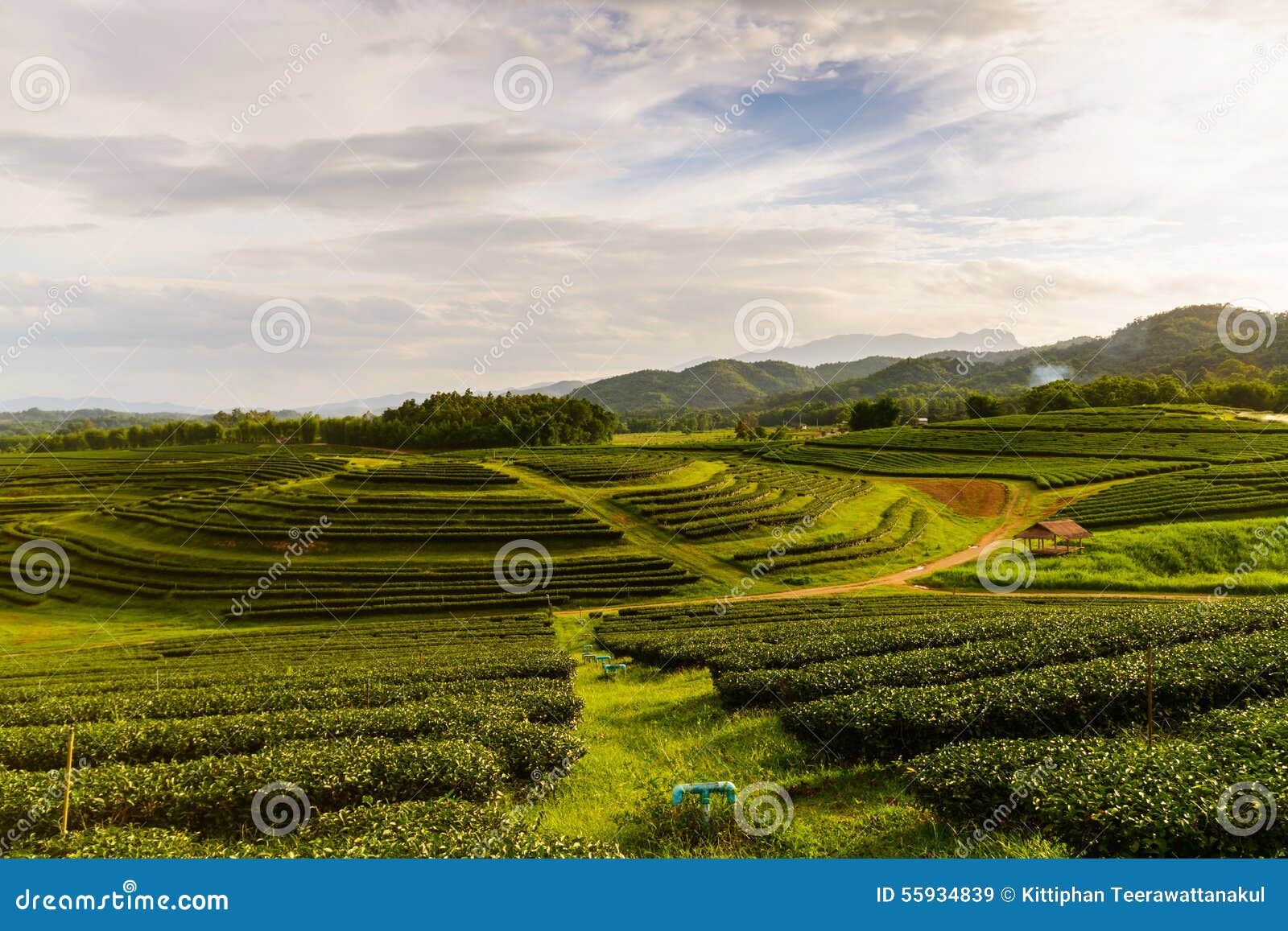 Tea Plantation Landscape with Sunrise Stock Image - Image of oolong ...