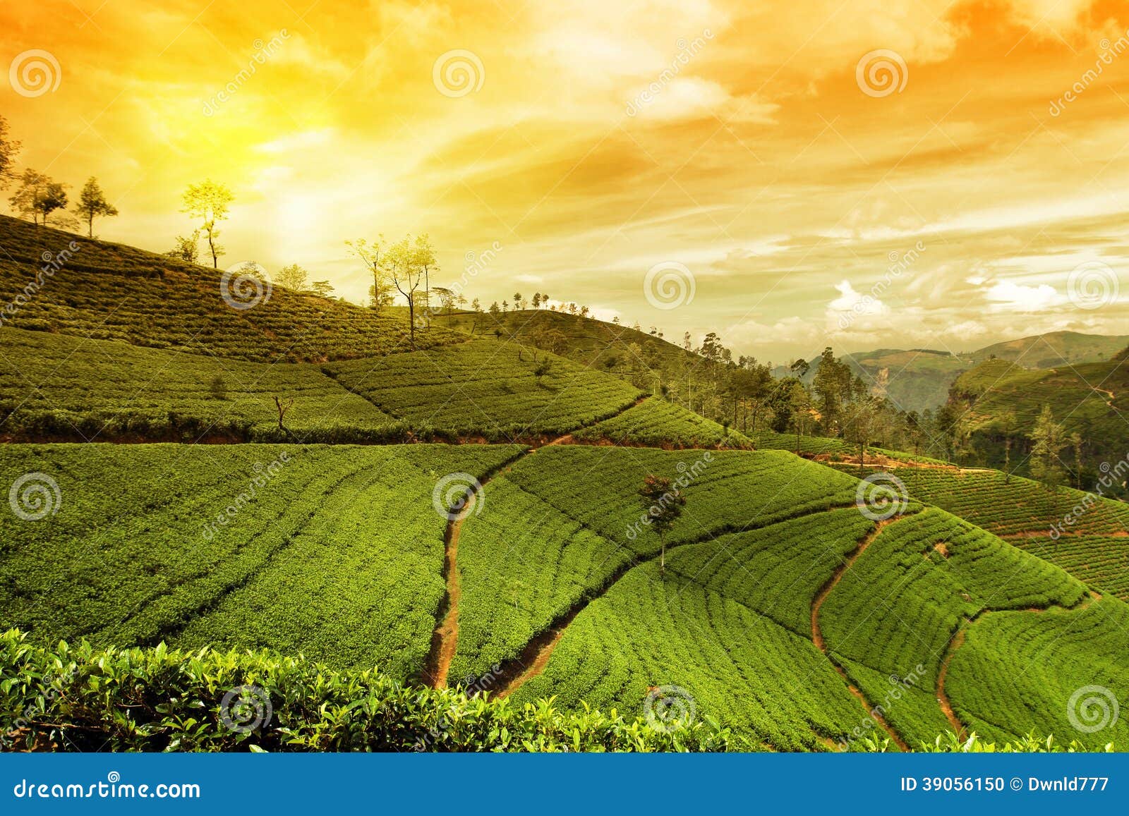 Tea plantation landscape stock photo. Image of india - 39056150