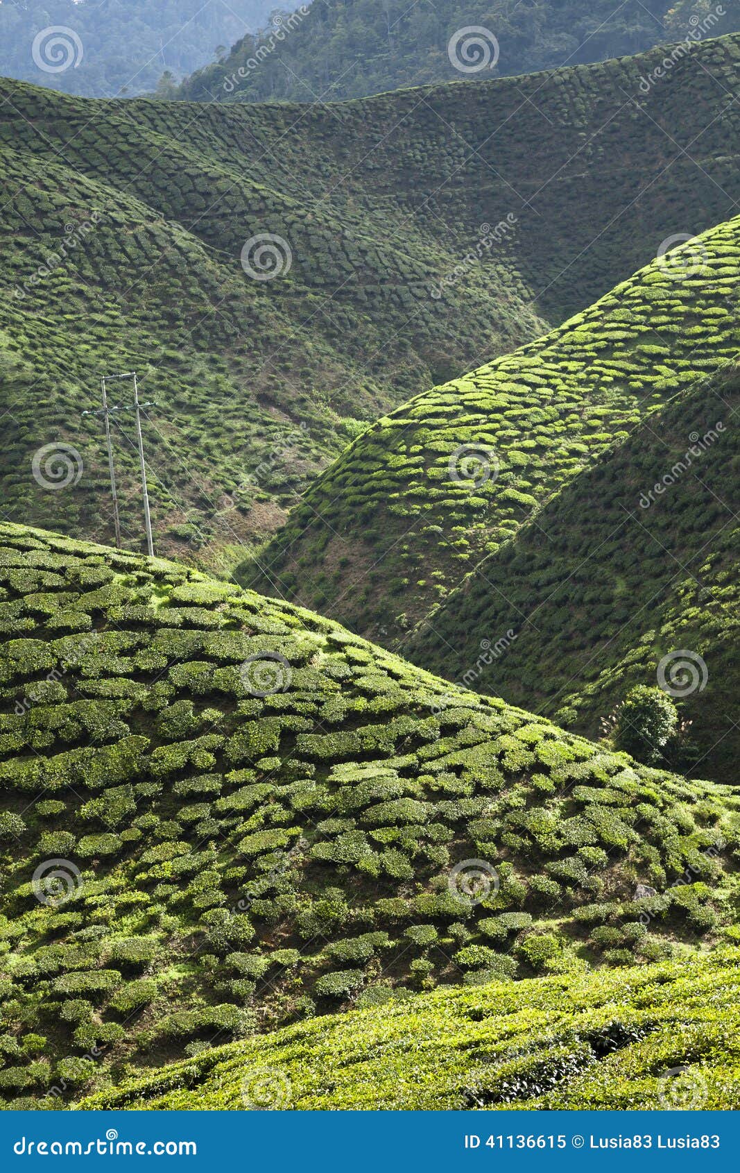 Tea plantation,Malaysia stock image. Image of landmark - 41136615