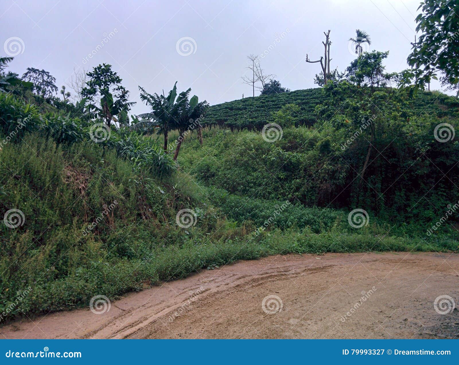 Tea plantation stock image. Image of plantation, nagaland - 79993327